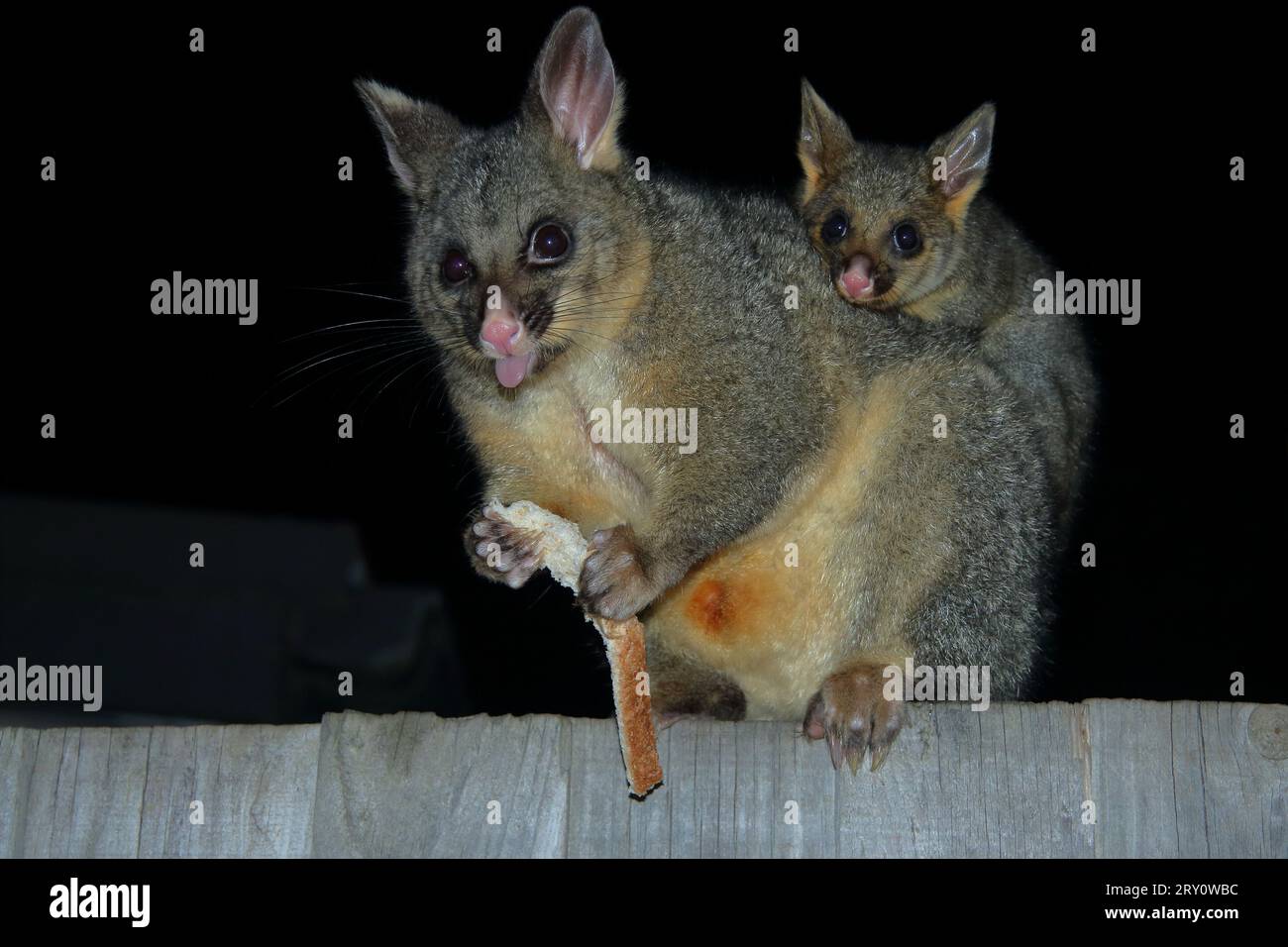 Baby possum hi-res stock photography and images - Alamy