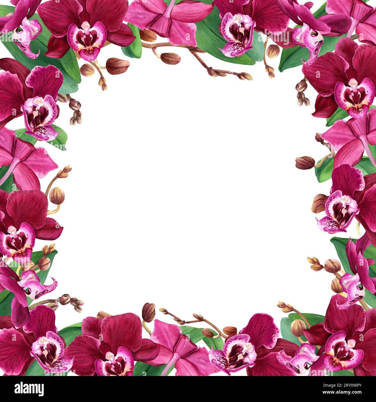 Square frame with tropical flower orchid Phalaenopsis blooms, leaves ...