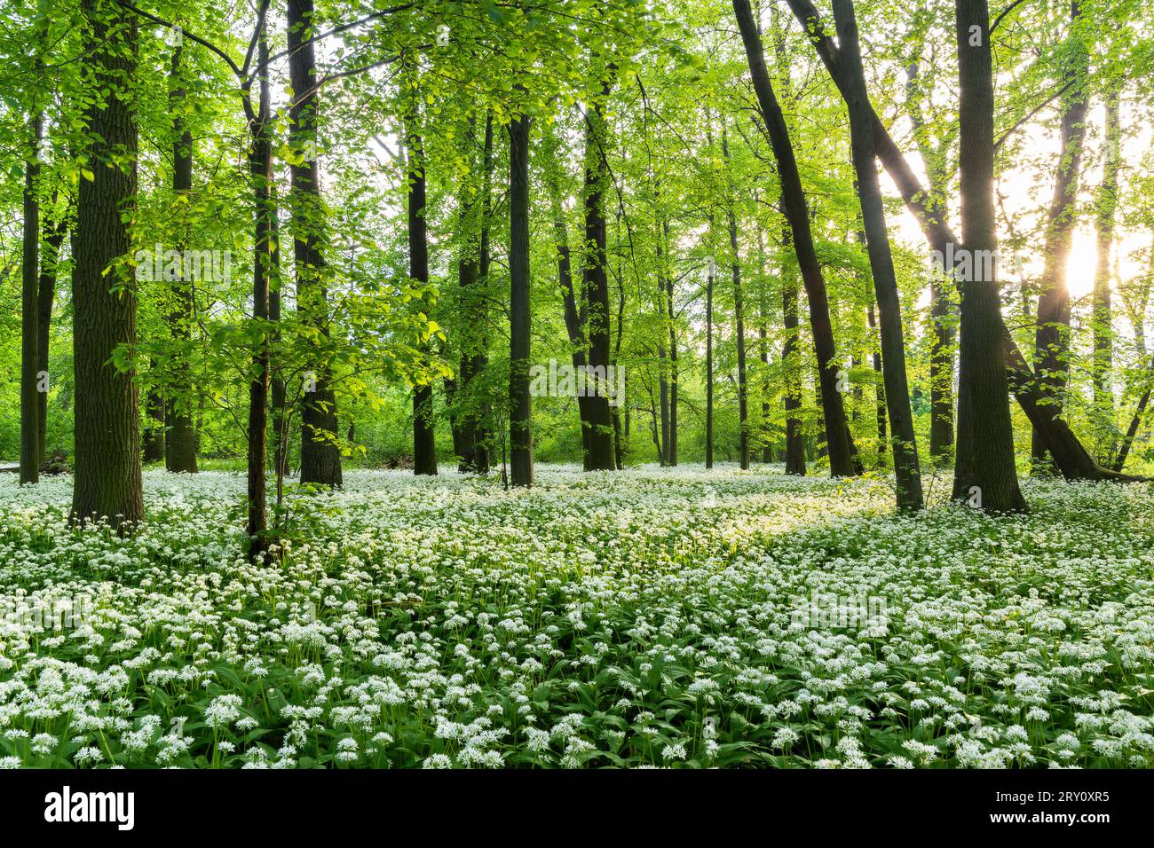 Summer forest in bright sunny hi-res stock photography and images - Alamy