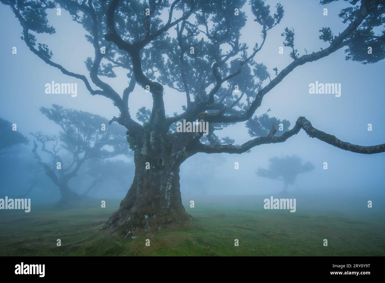 Fanal forest , old mystical tree in Madeira island, Unesco Stock Photo ...