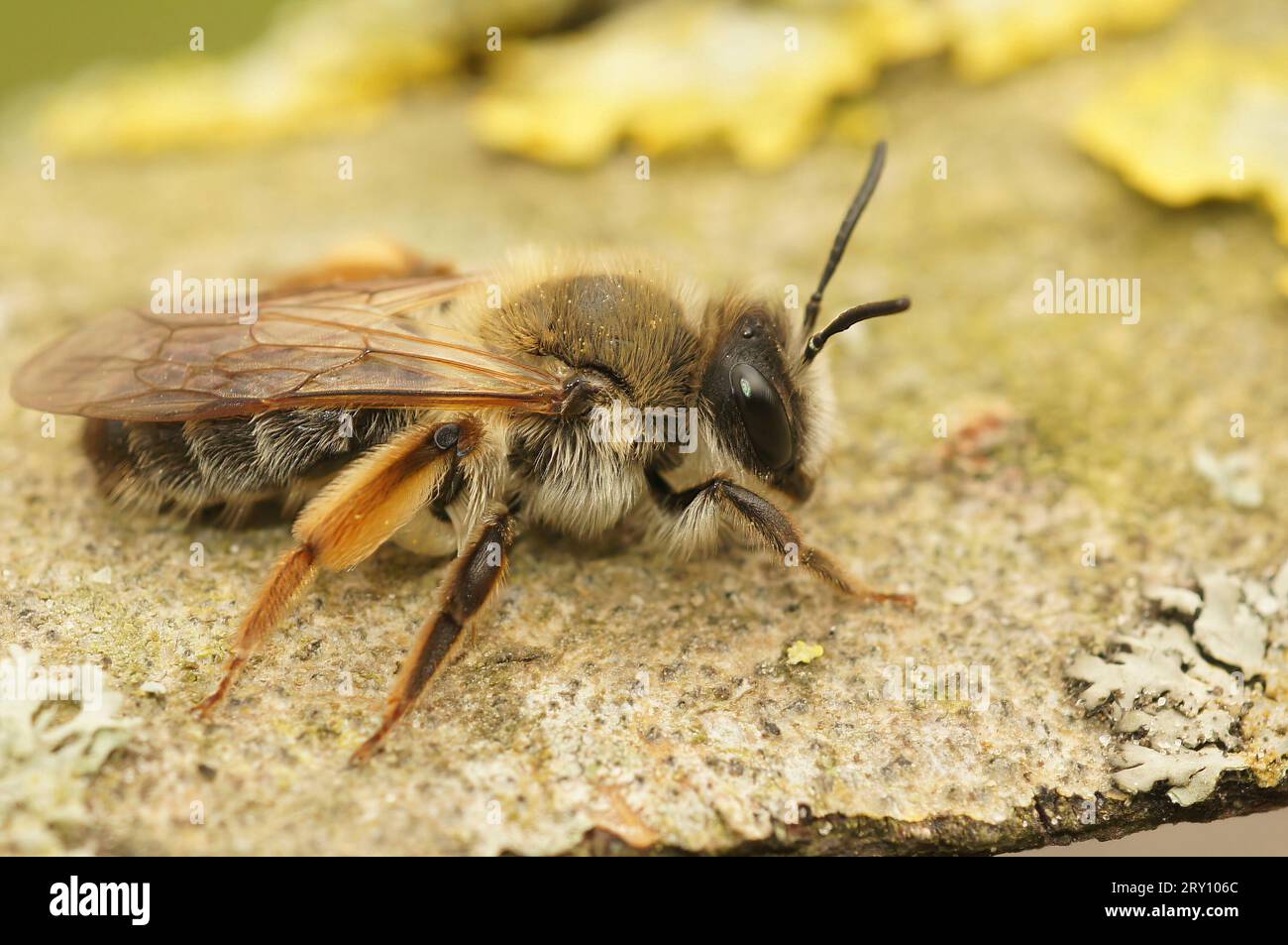 Detailed closeup of the colorful female of the Grey-gastered mining bee ...