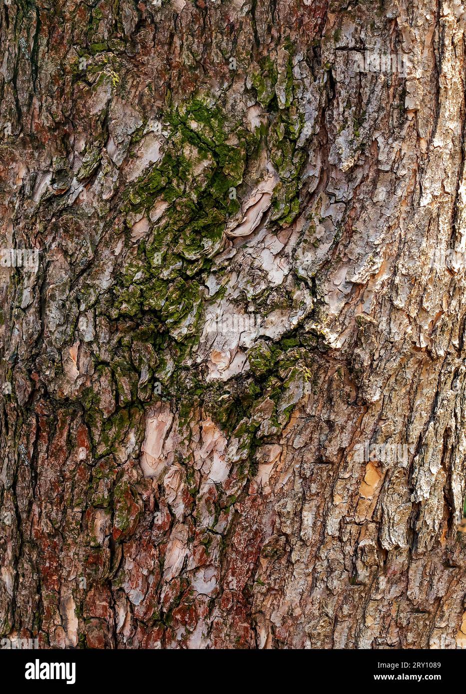 Detail of the bark of a Catalpa tree - Latin name - Catalpa ...