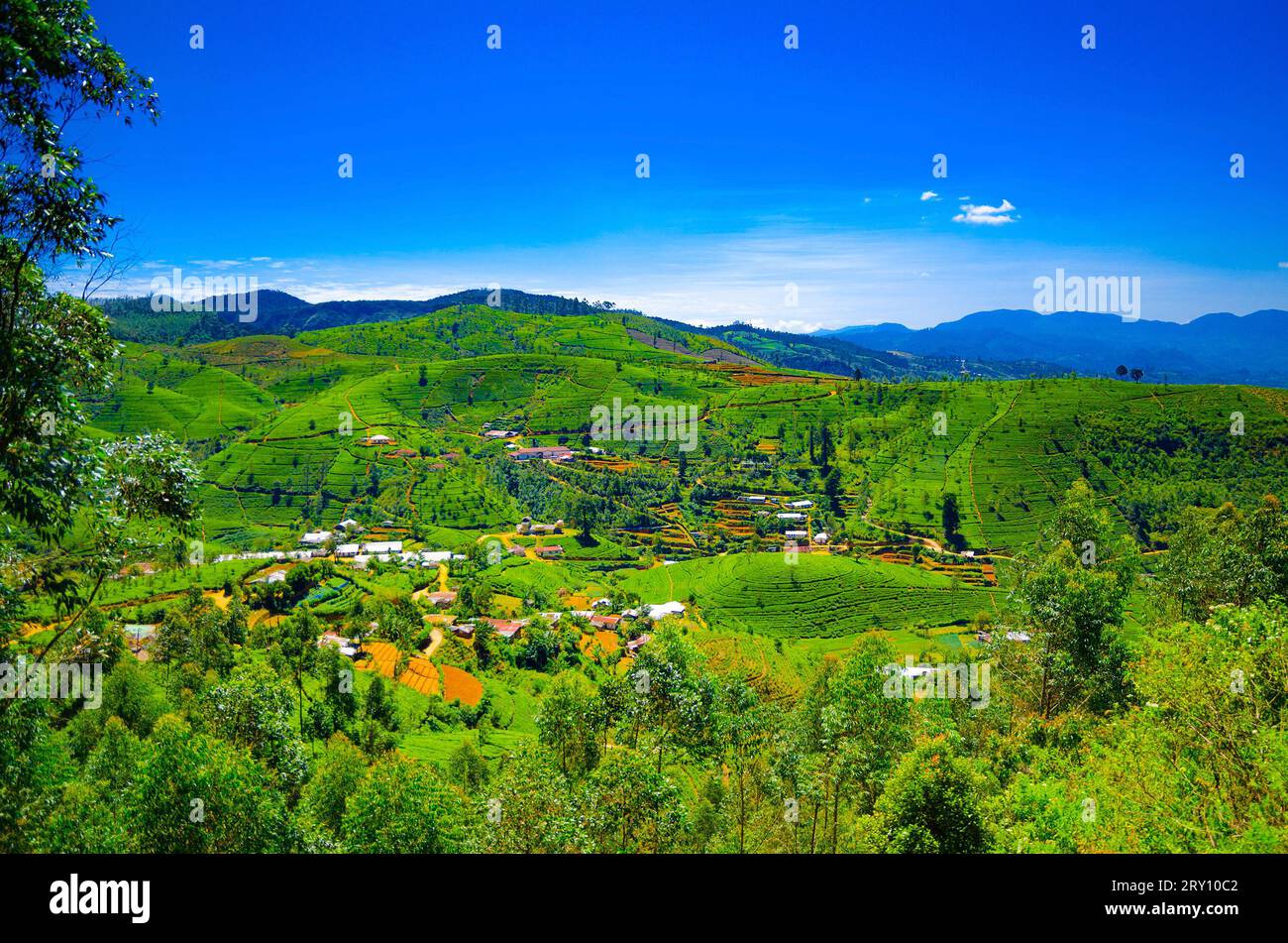 Tea plantations in the highlands of Ceylon (Sri Lanka Stock Photo - Alamy