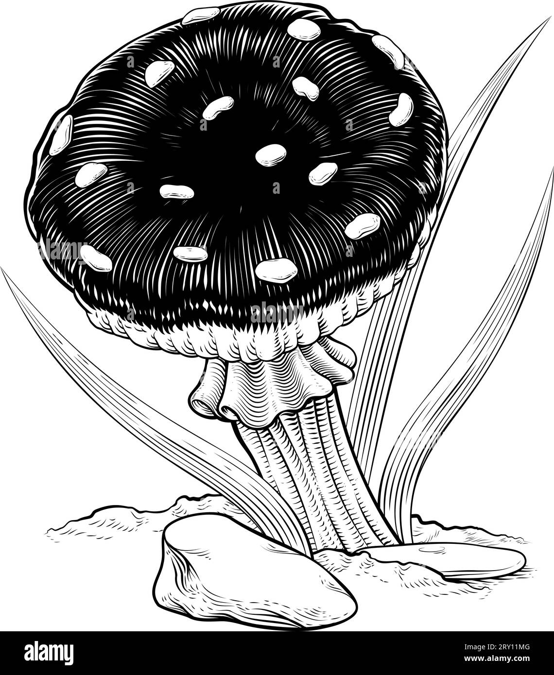 Mushroom Toadstool Fungus Vintage Engraved Woodcut Stock Vector Image ... Mushroom Toadstool Fungus Vintage Engraved Woodcut Stock Vector Image ...