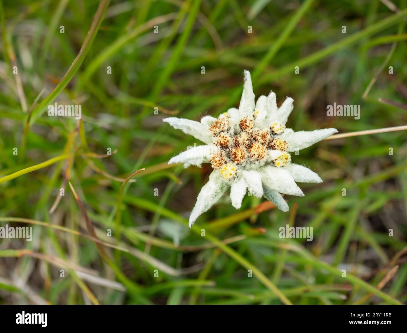 Edelweiss in nature. Rare alpine flower on wild mountain meadow ...
