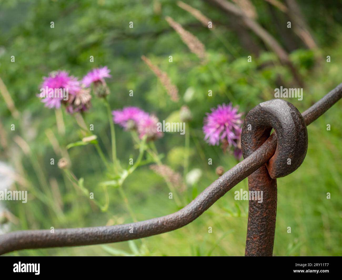 Rope and shackles anchored in hard dolomite limestone rock. Climbers ...