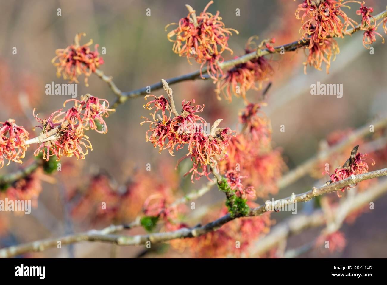 Hamamelis × intermedia Jelena, witch hazel Jelena, Hamamelis × ...