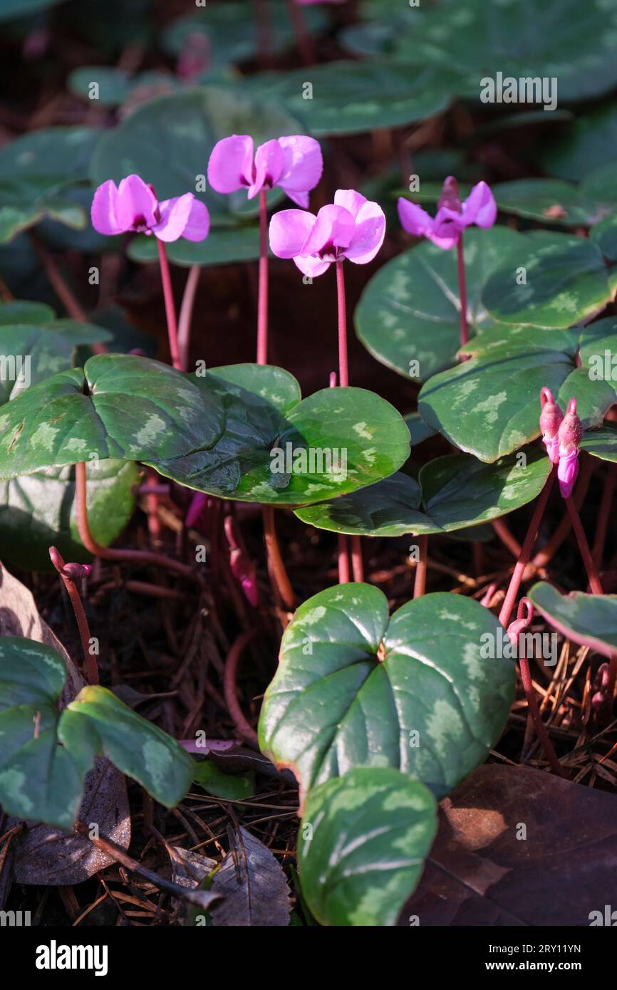 Cyclamen coum, eastern sowbread, tuberous, persian violet, Eastern ...