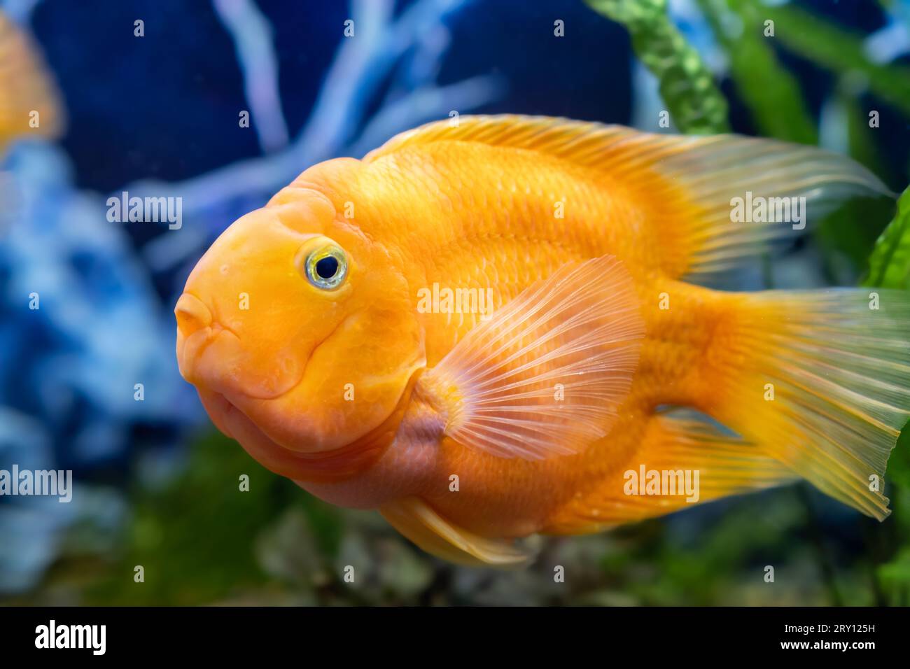 Orange parrot fish in the aquarium. Red Parrot Cichlid. Aquarium fish ...