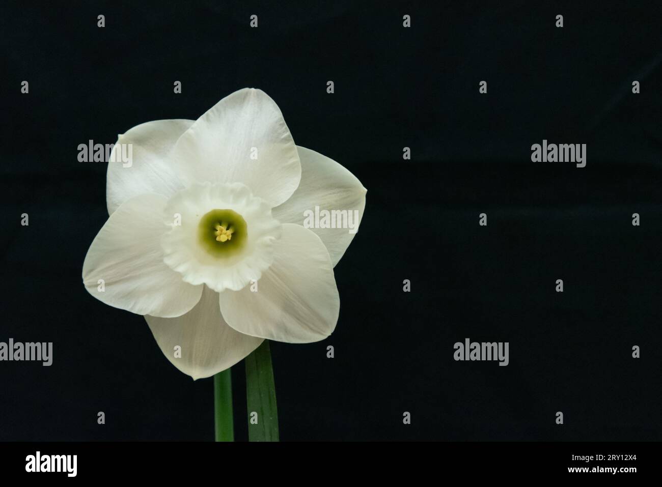 Mount crusader daffodil hi-res stock photography and images - Alamy