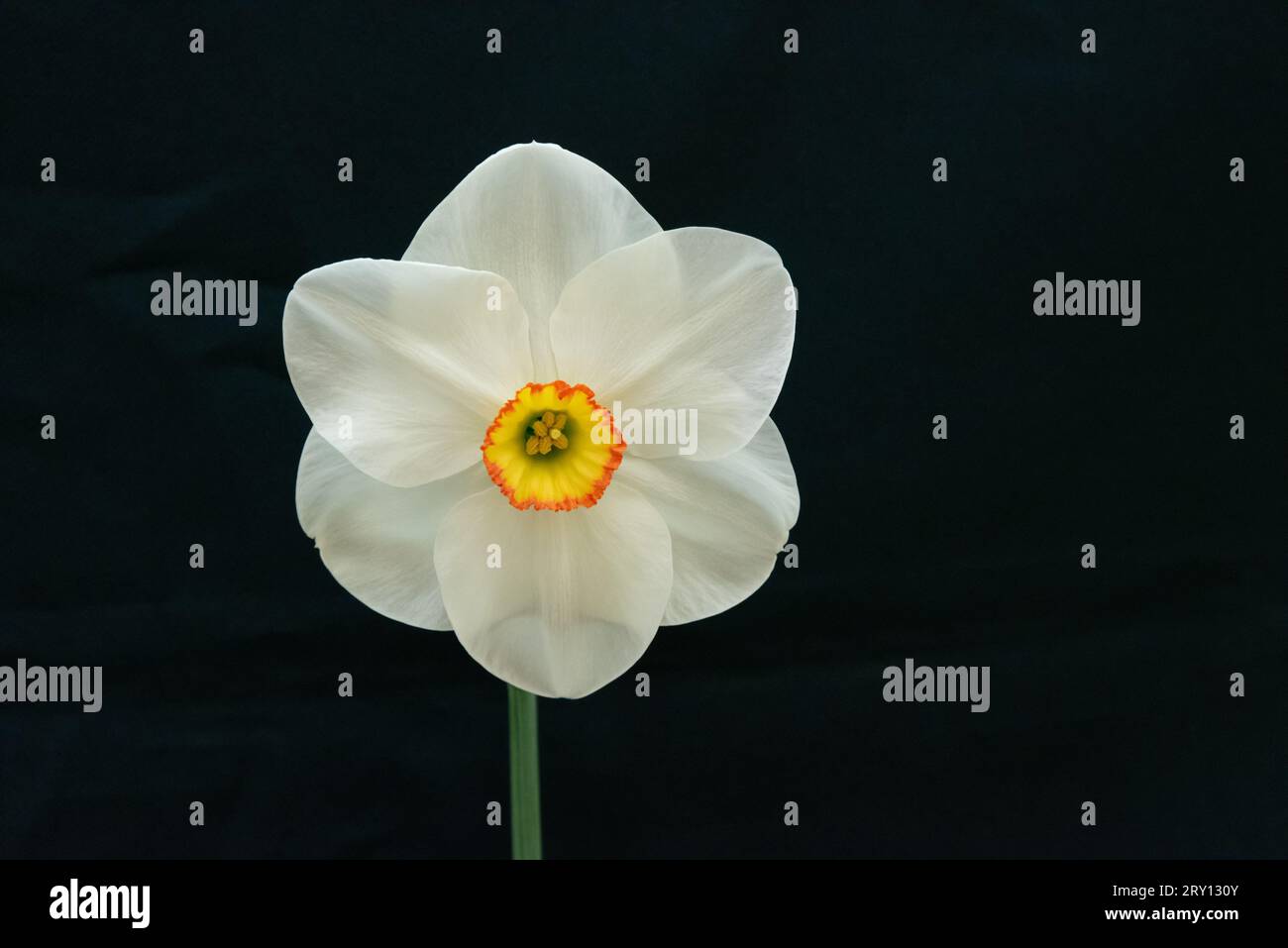 White rata hi-res stock photography and images - Alamy