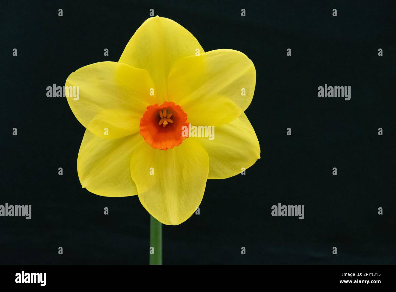 Daffodil cut out hi-res stock photography and images - Alamy