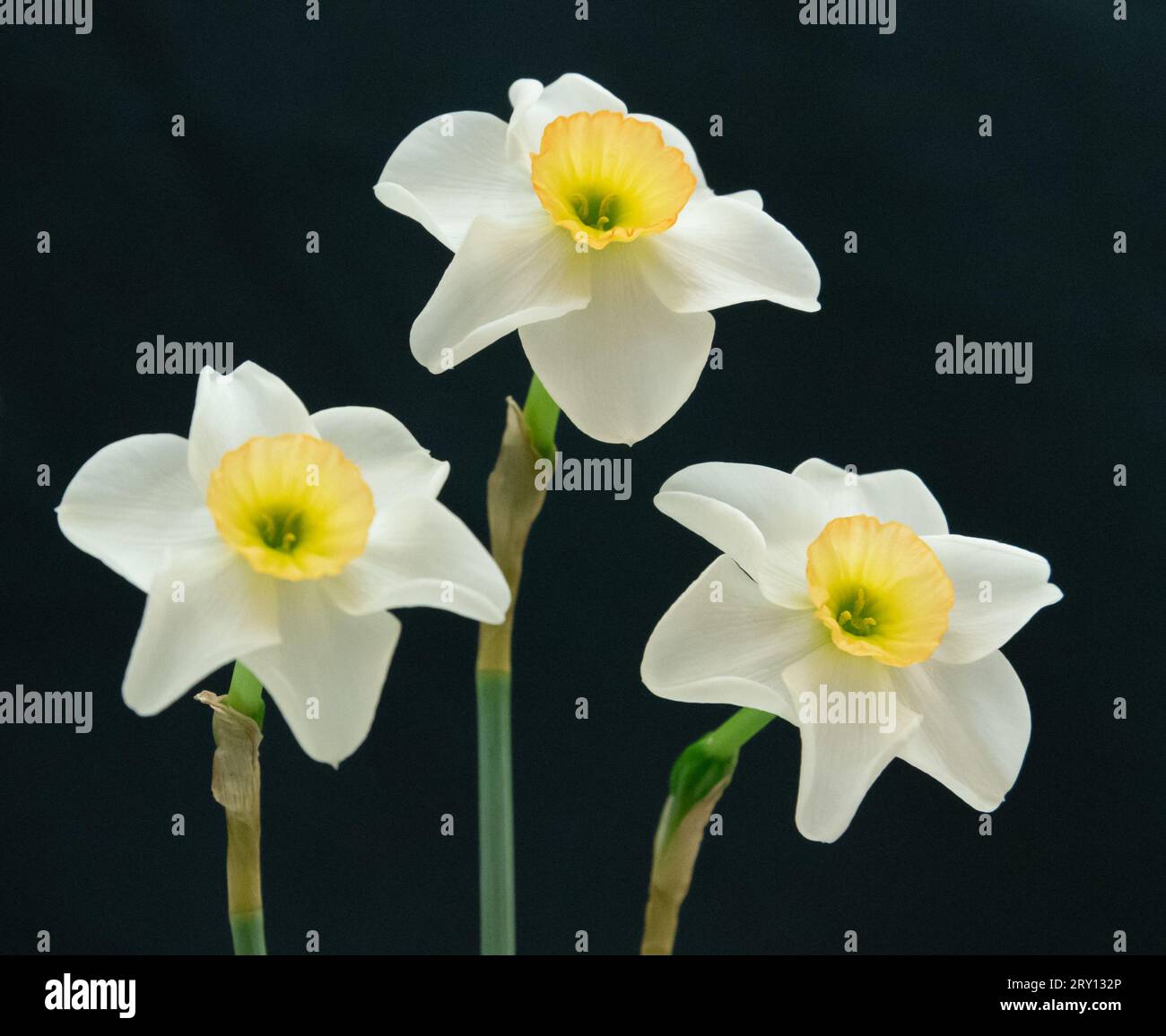 Narcissus Mini Tantalising Stock Photo - Alamy
