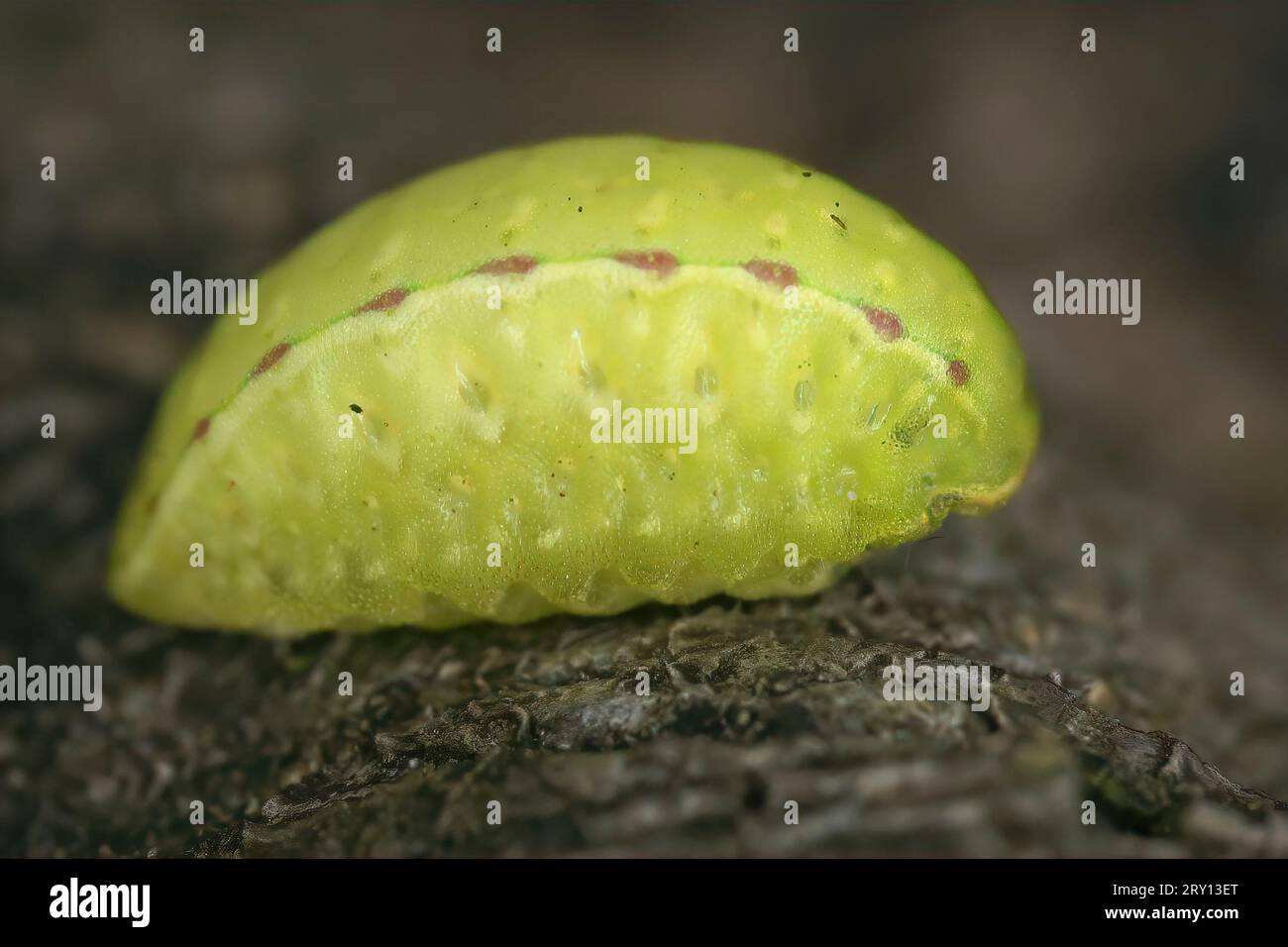 Pale slug hi-res stock photography and images - Alamy