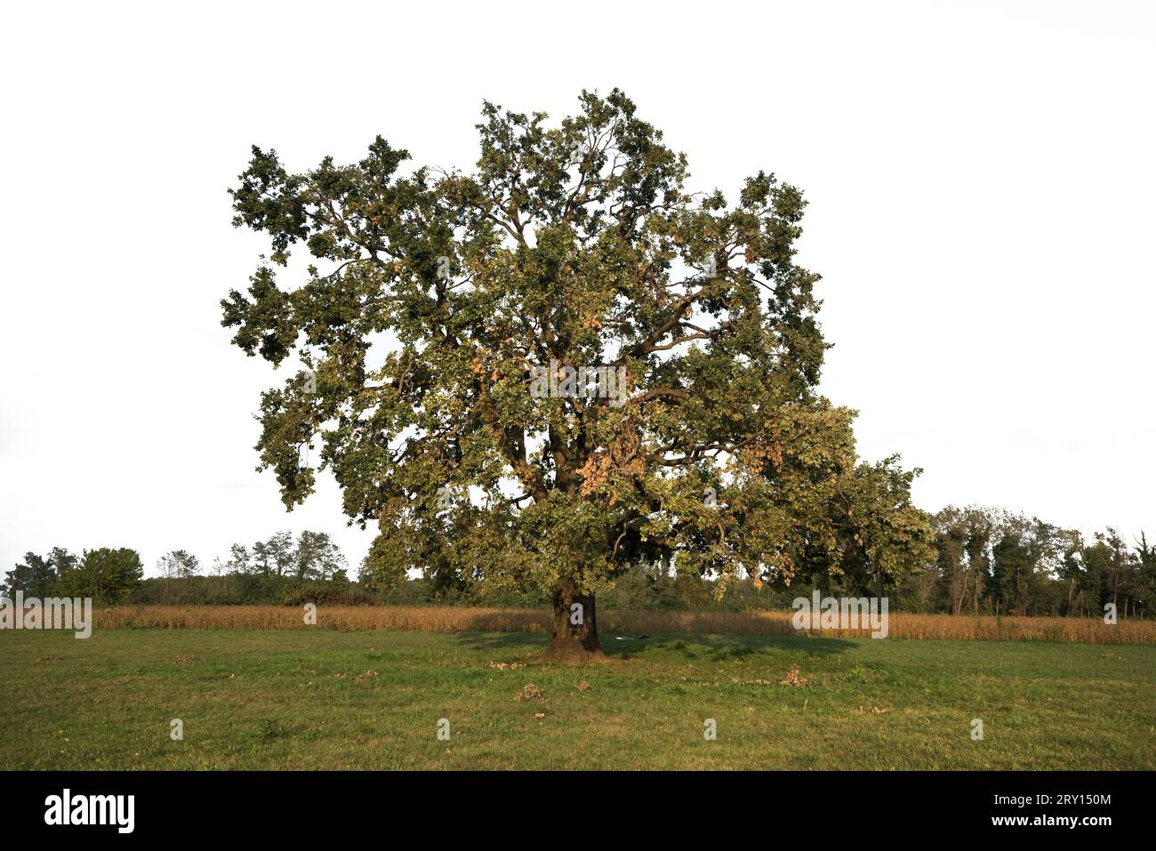 a large oak tree in the countryside with a transparent background Stock ...