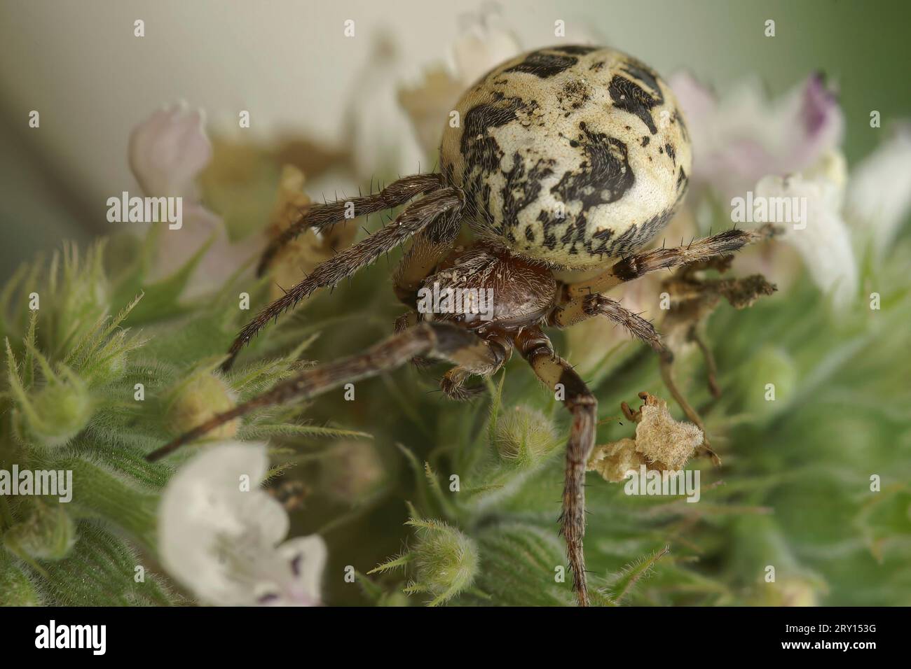 Natural closeup on a female Furrow orbweaver spider, Larinioides ...