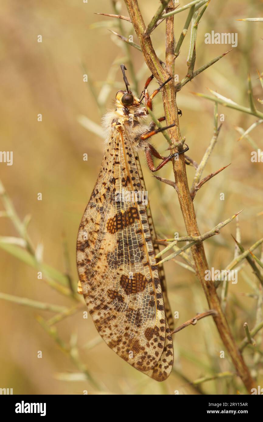 Natural vertical closeup on a giant Mediterranean antlion insect ...