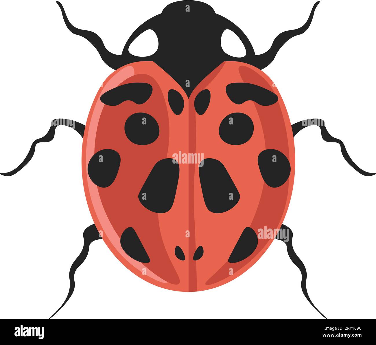 Bug coccinella septempunctata seven-spot ladybird Stock Vector Image ...
