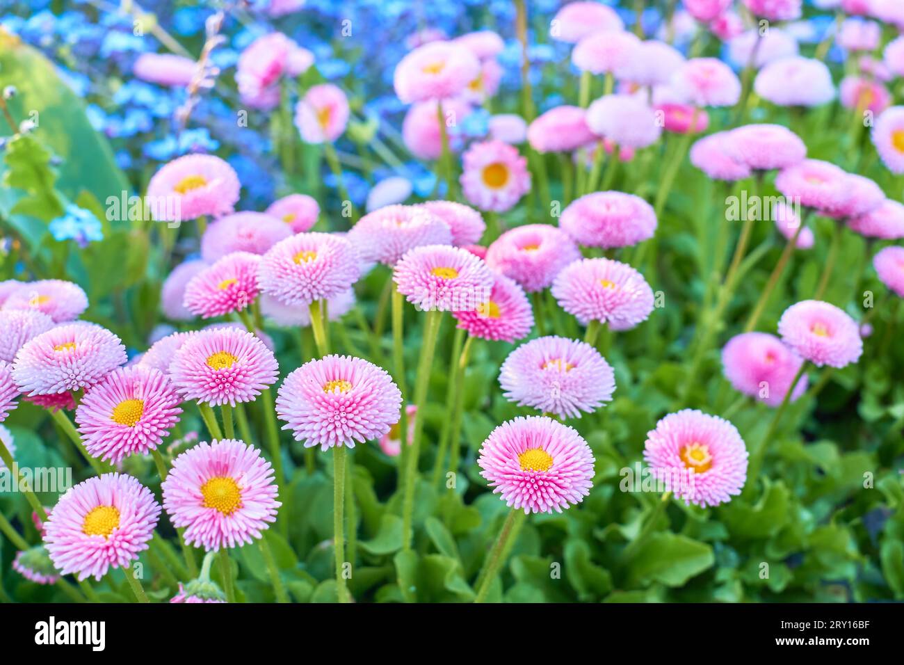 Daisies forget me not flowers hi-res stock photography and images - Alamy