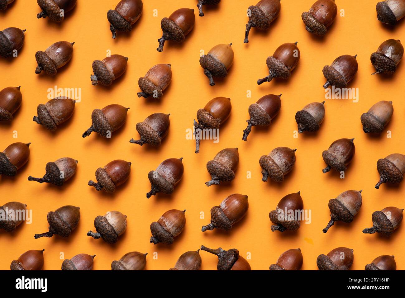 Autumn composition of forest fruits. Acorns with caps. The orange ...
