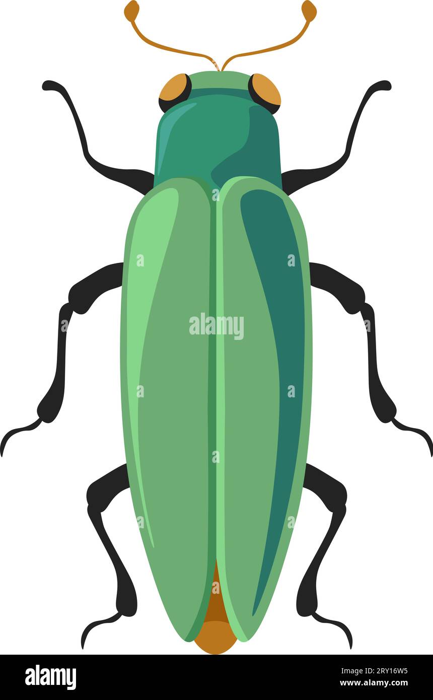 Bug buprestidae jewel beetles flatheaded borers Stock Vector Image ...