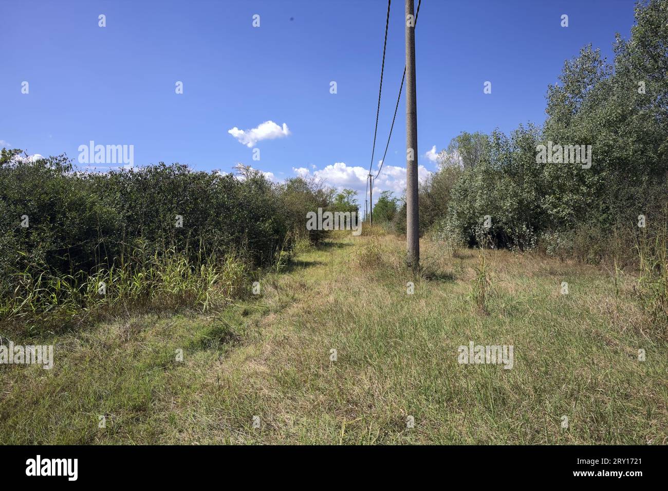 Wooden pylons of a power line in a row inside a corridor of a forest in ...