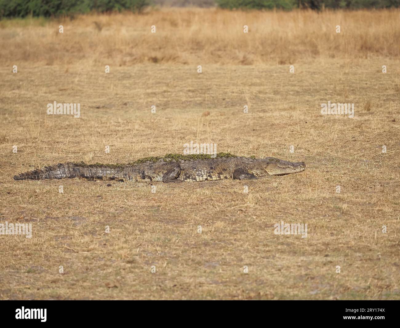 Apex predator reptile hi-res stock photography and images - Alamy