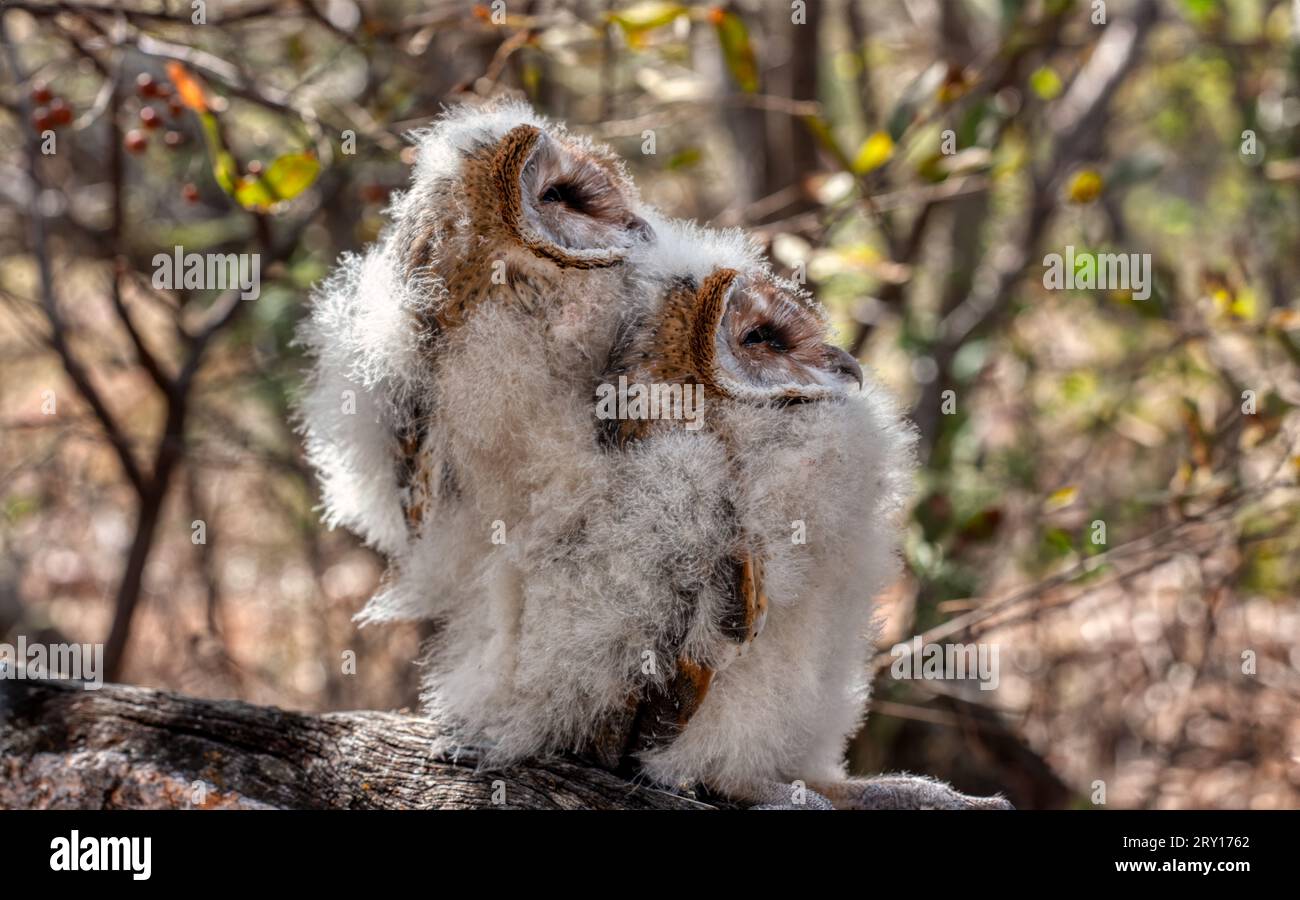 two baby owls on a branch at a sanctuary, profile view in the natural ...