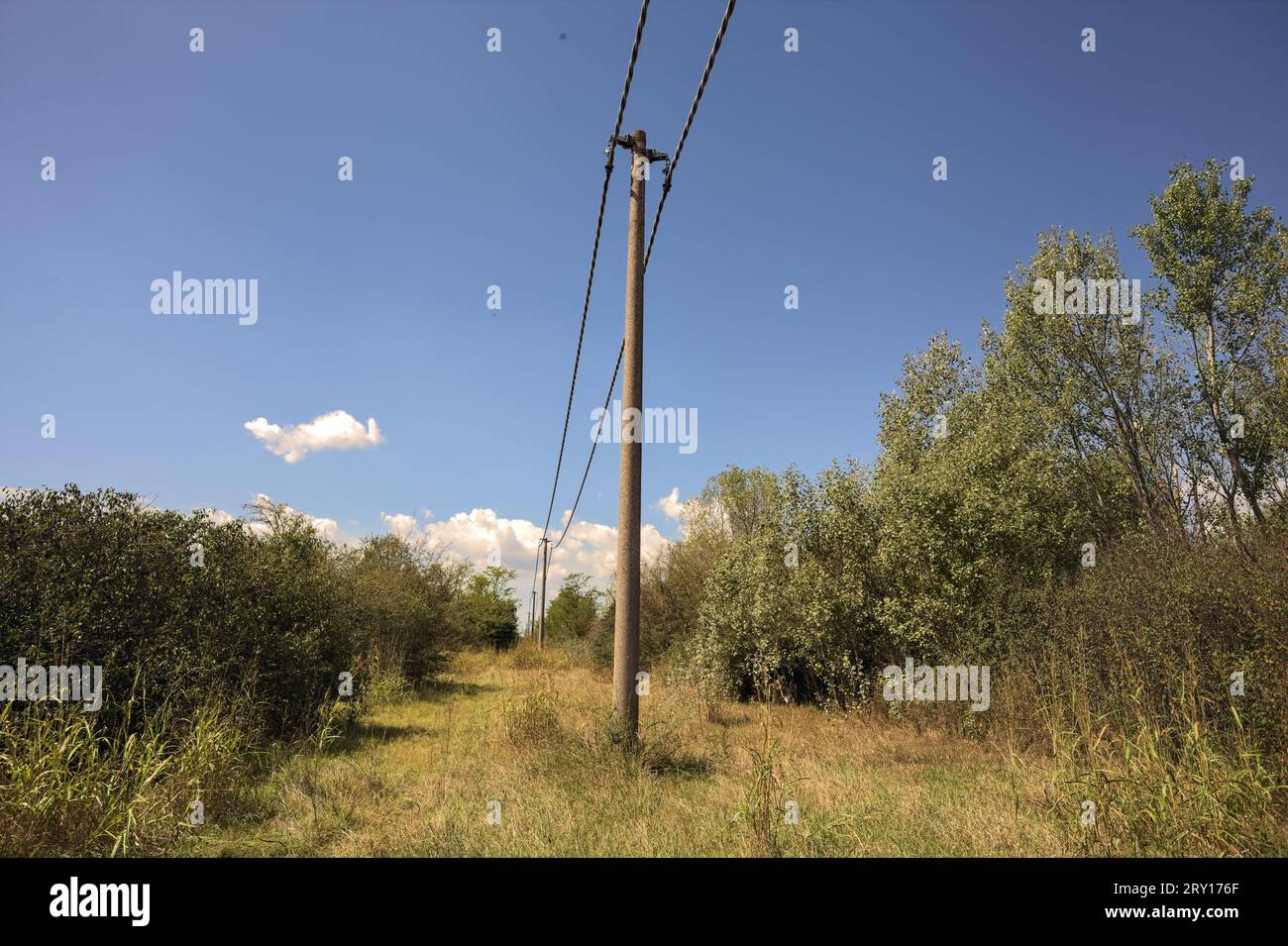 Wooden pylons of a power line in a row inside a corridor of a forest in ...