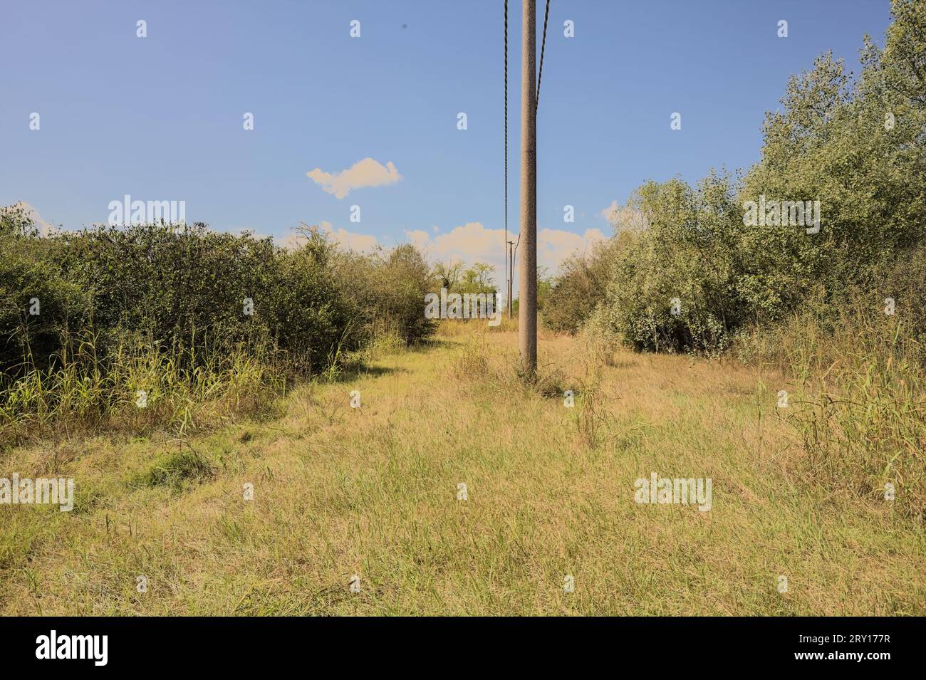 Wooden pylons of a power line in a row inside a corridor of a forest in ...