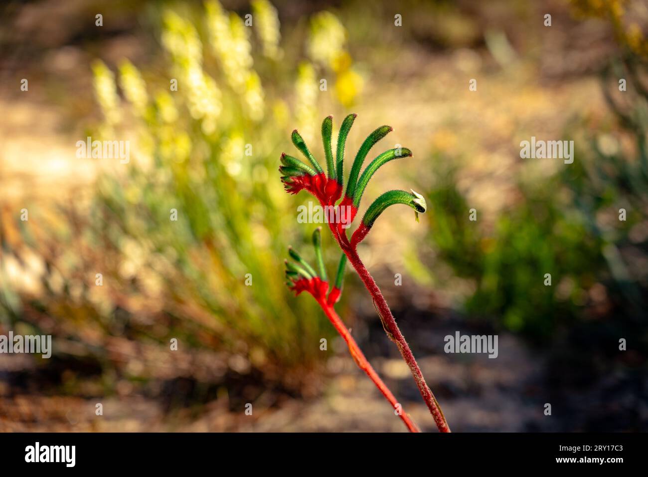 Red and green Kangaroo Paw (Anigozanthos manglesii) native wildflower ...
