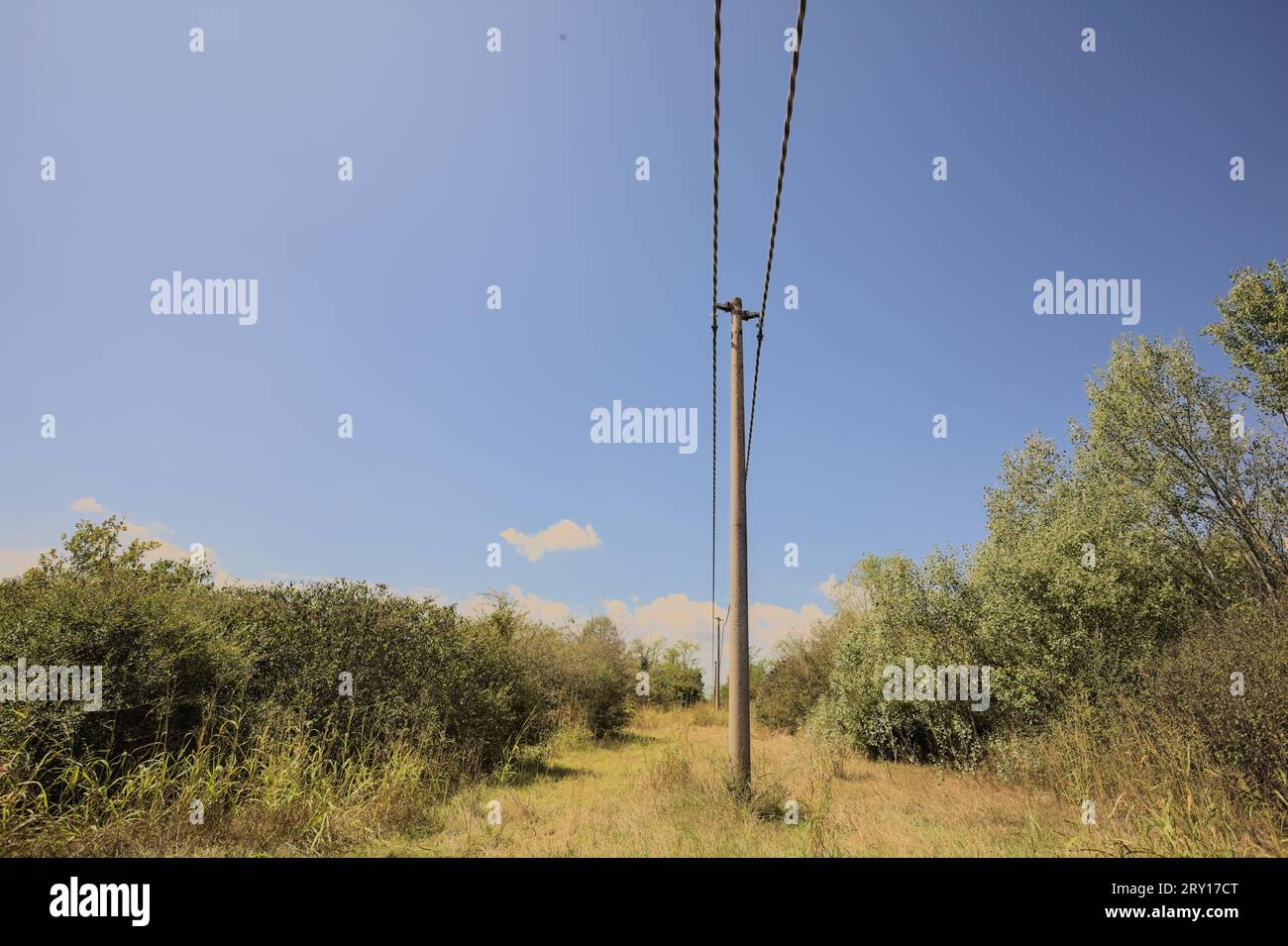 Wooden pylons of a power line in a row inside a corridor of a forest in ...