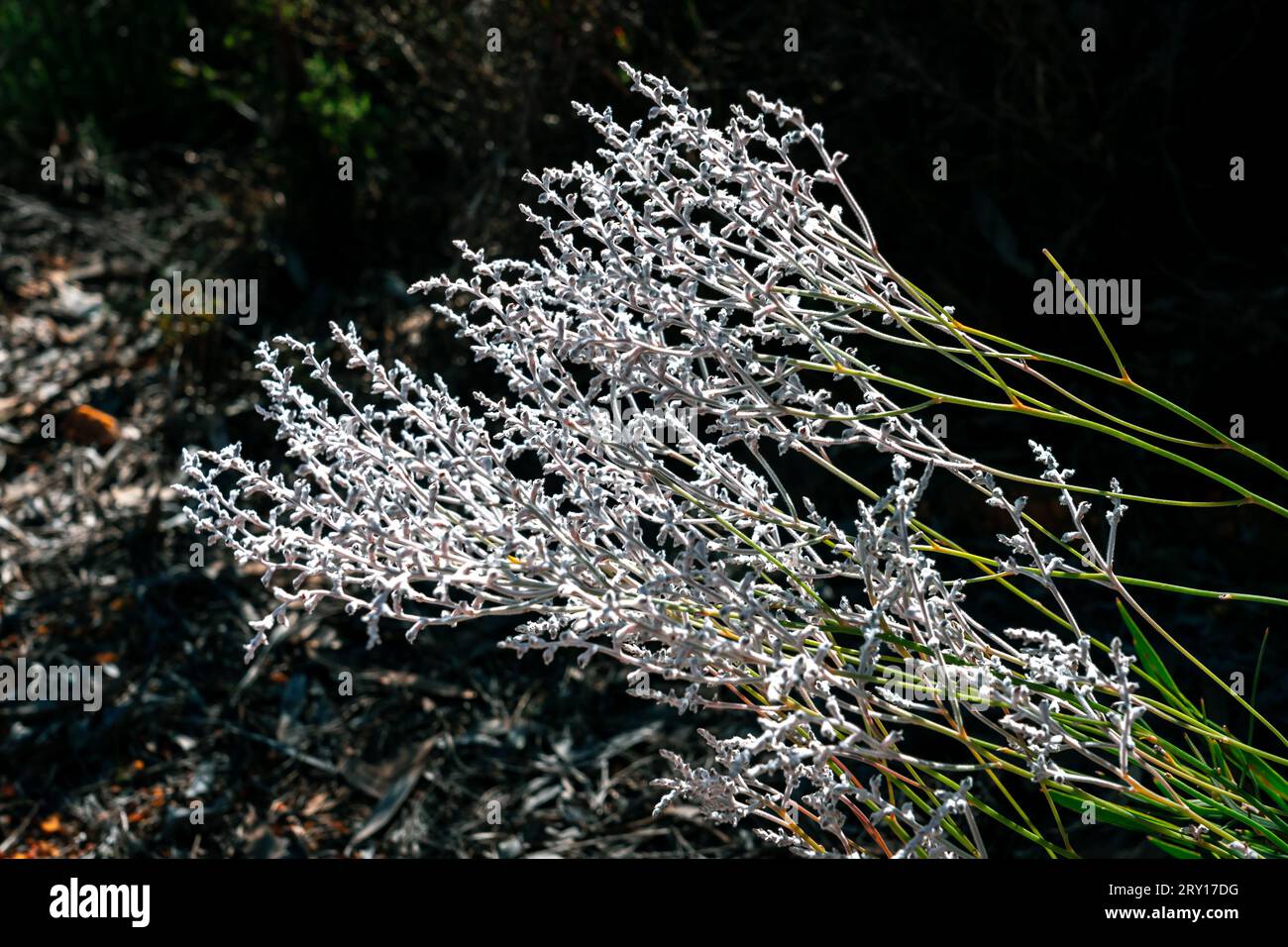 Smokebush Conospermum Triplinervium native wildflower in Lesueur National Park, WA, Australia ...