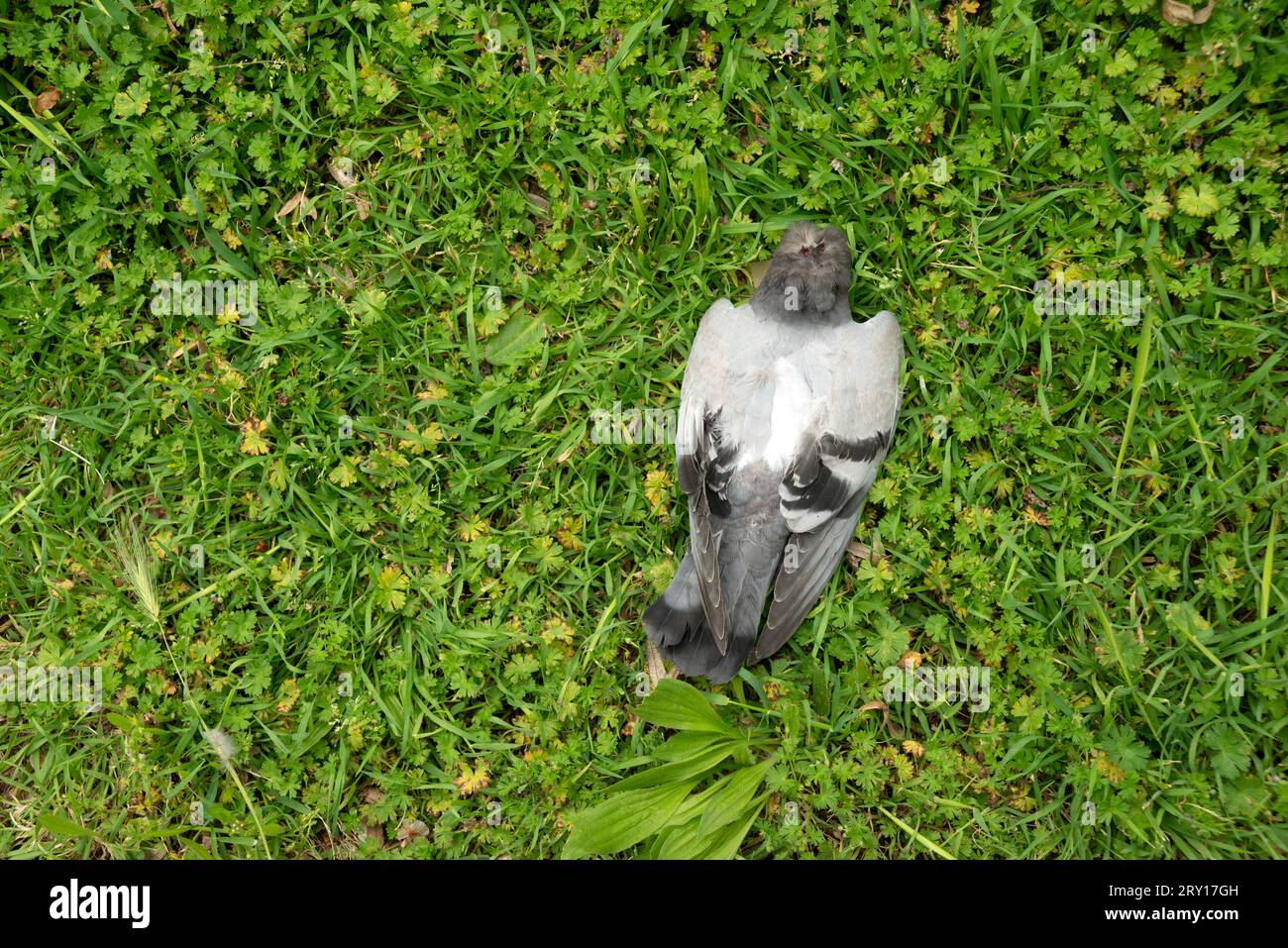 Dead Pigeon Lying on Grass Stock Photo - Alamy