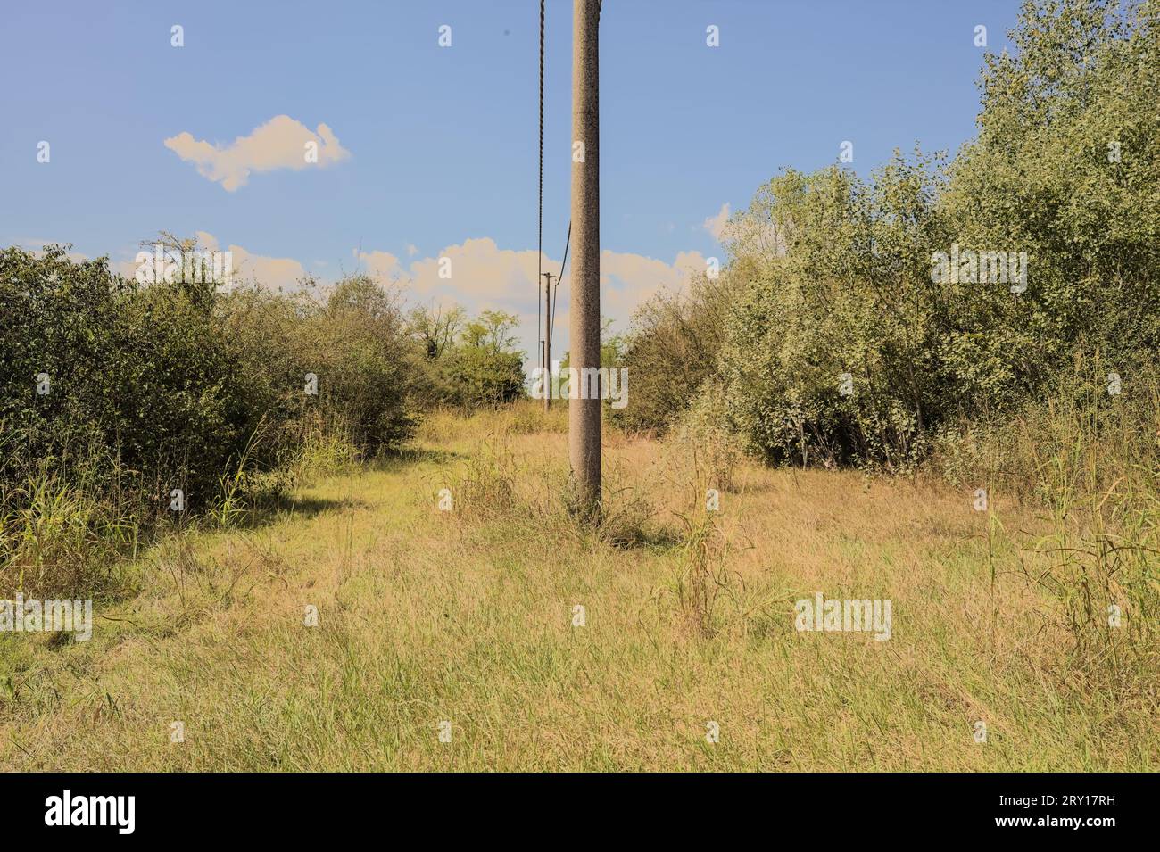 Wooden pylons of a power line in a row inside a corridor of a forest in ...