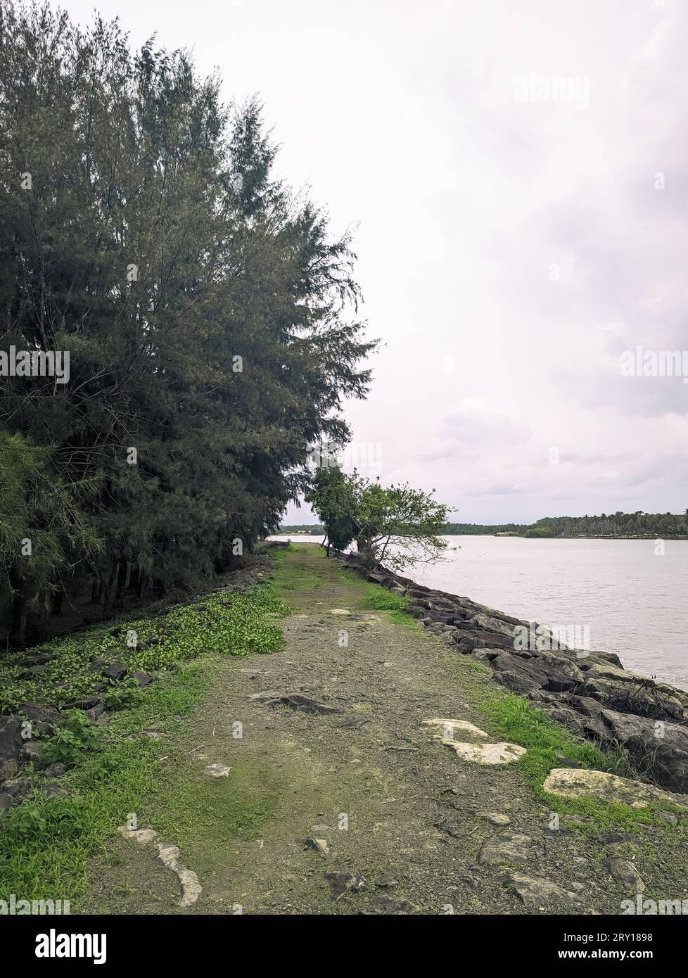 a path to the beach with coniferous trees on the side of the sea ...