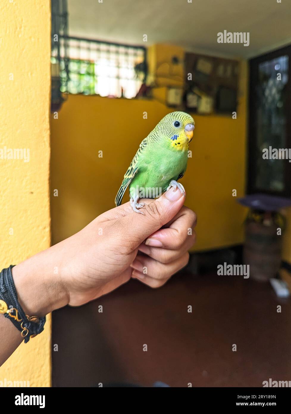Female parakeet hi-res stock photography and images - Alamy