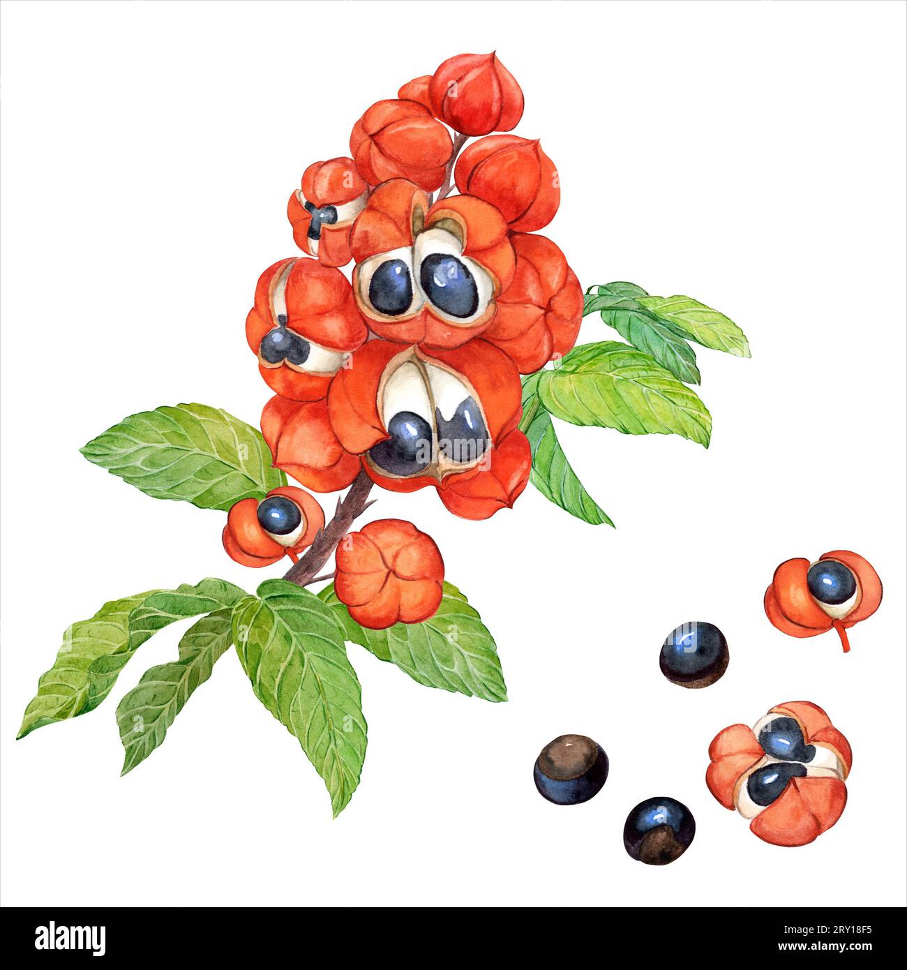 Organic superfoods guarana. Watercolor of the Paullinia cupana chain ...