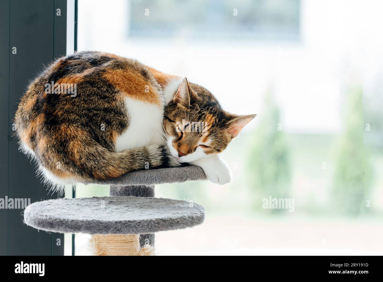 cat sleeping on a scratching post by the window Stock Photo - Alamy