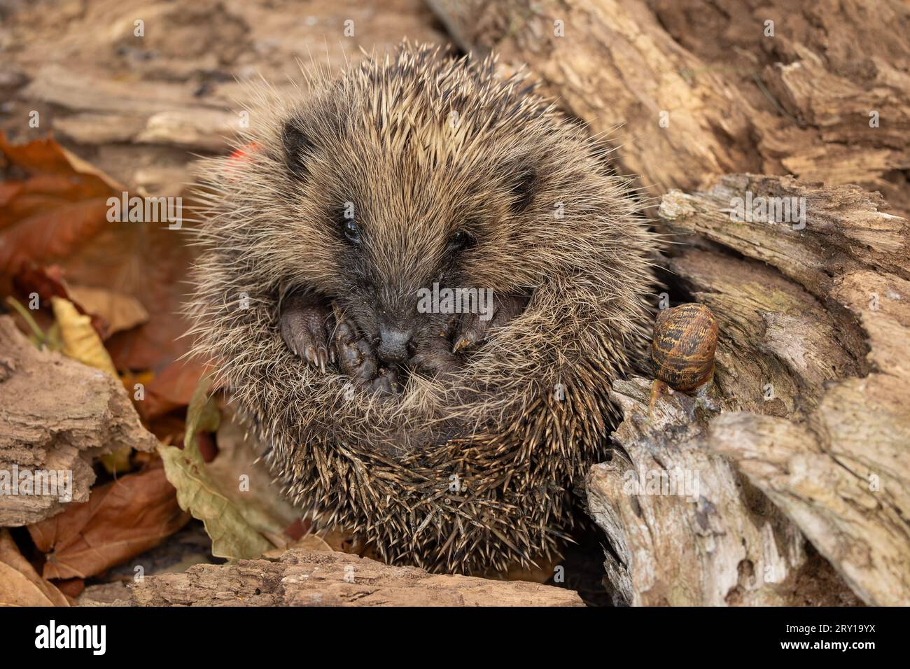 Wild, native hedgehog foraging in hedgehog friendly garden. Taken ...