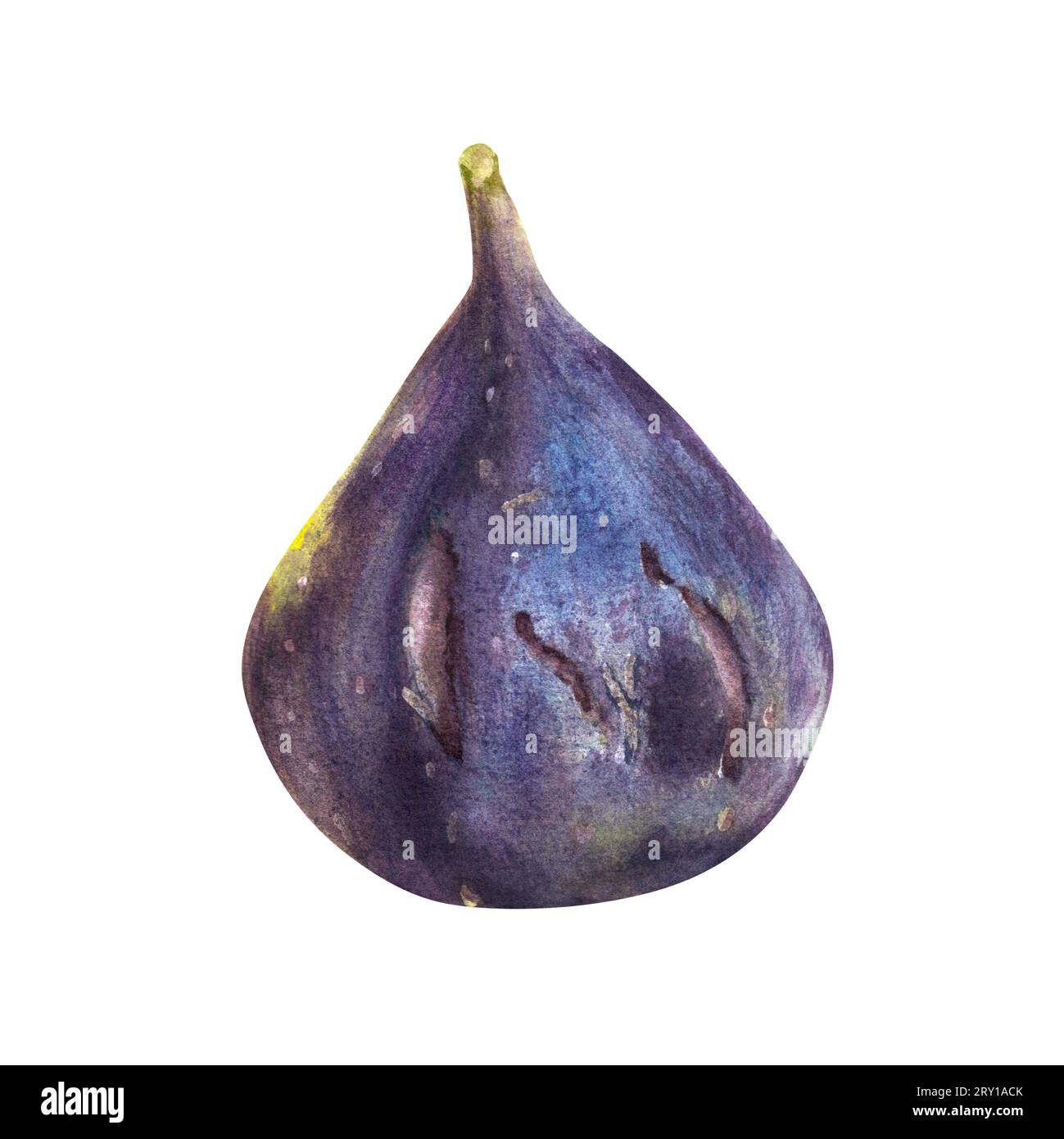 Hand-drawn watercolor illustration. Fresh, ripe purple fig painting ...