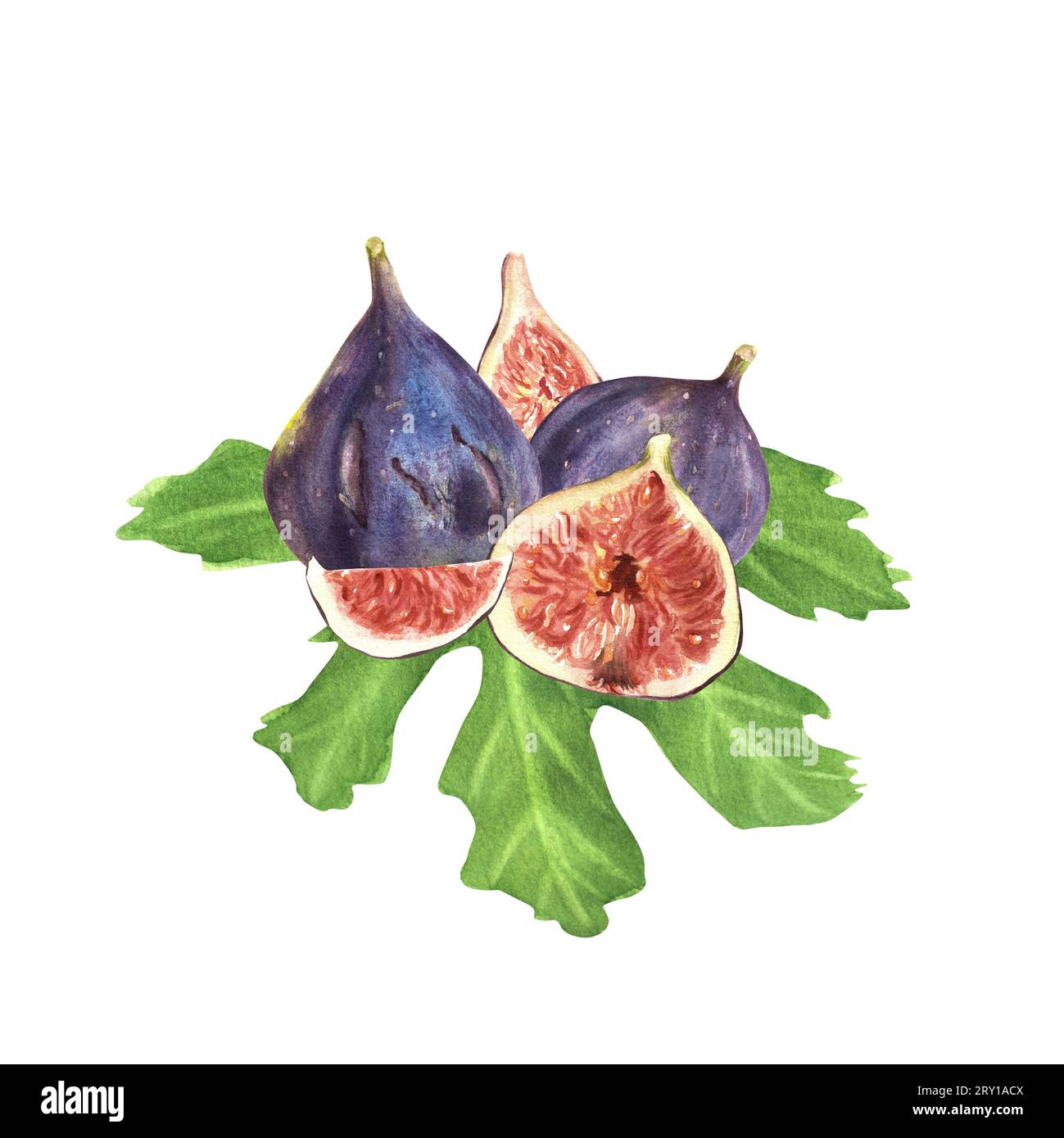 Hand-drawn watercolor illustration. A group of fresh, ripe, purple figs ...