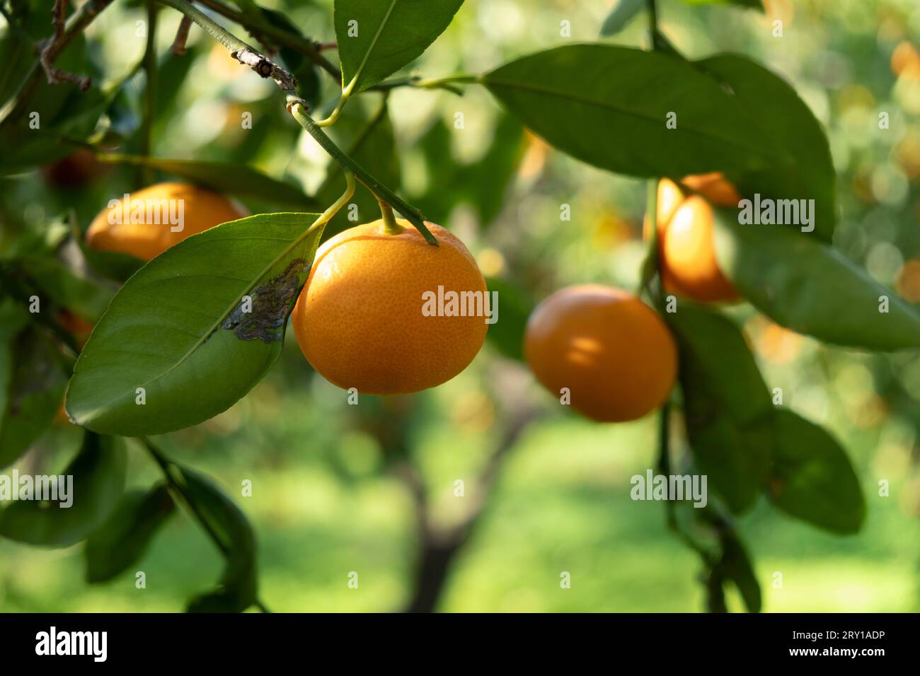 Oranges tangerines in sunlight hi-res stock photography and images - Alamy