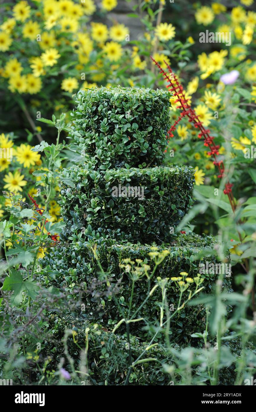 Yew topiary with helianthus backdrop, UK Stock Photo - Alamy