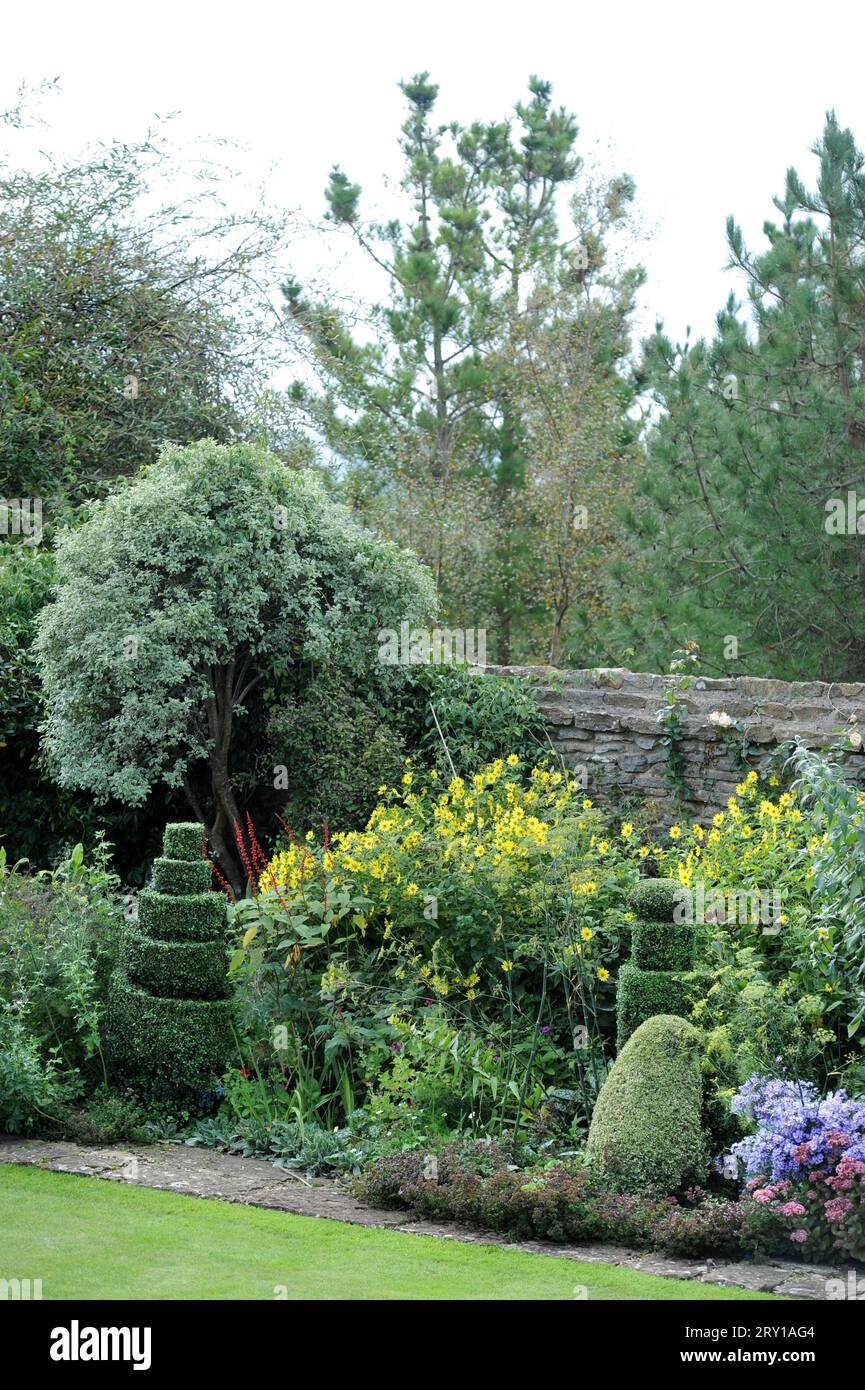 Spiral box hedge topiary with helianthus Stock Photo - Alamy