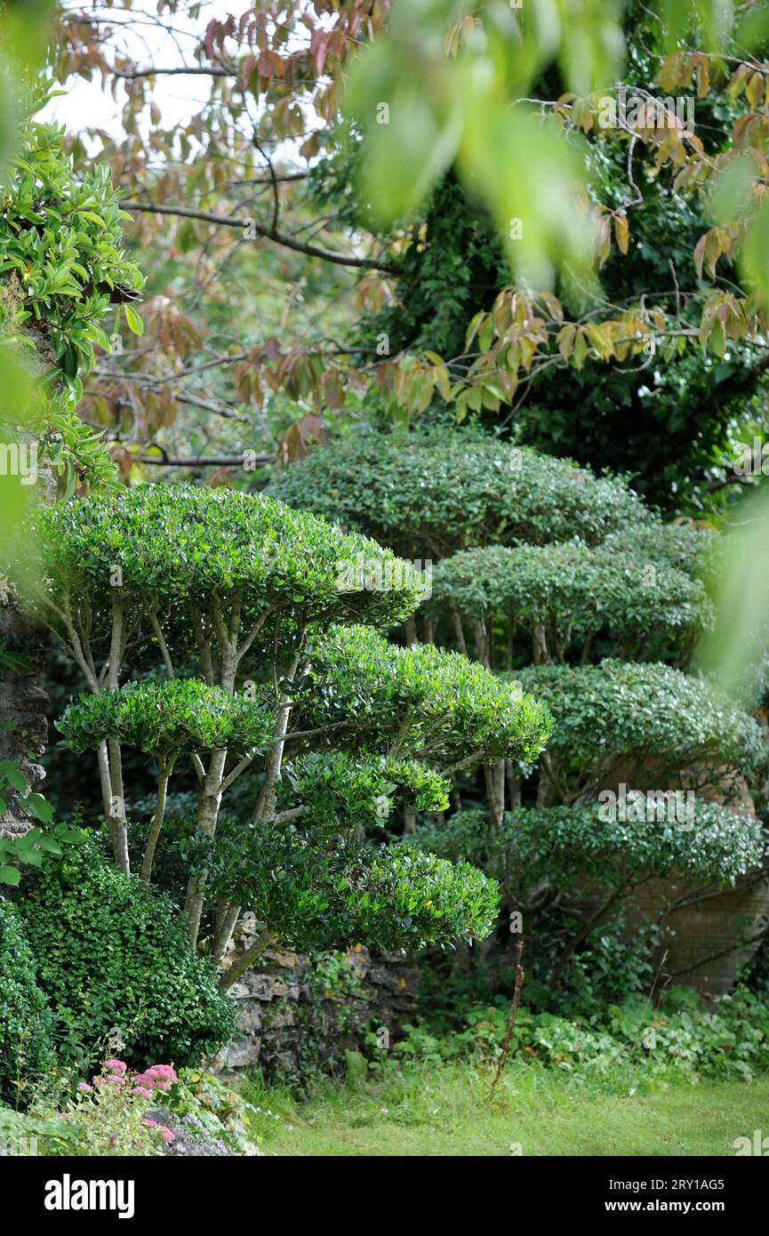 Niwaki hi-res stock photography and images - Alamy