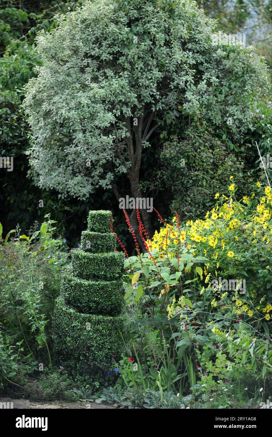 Spiral box hedge topiary with helianthus Stock Photo - Alamy