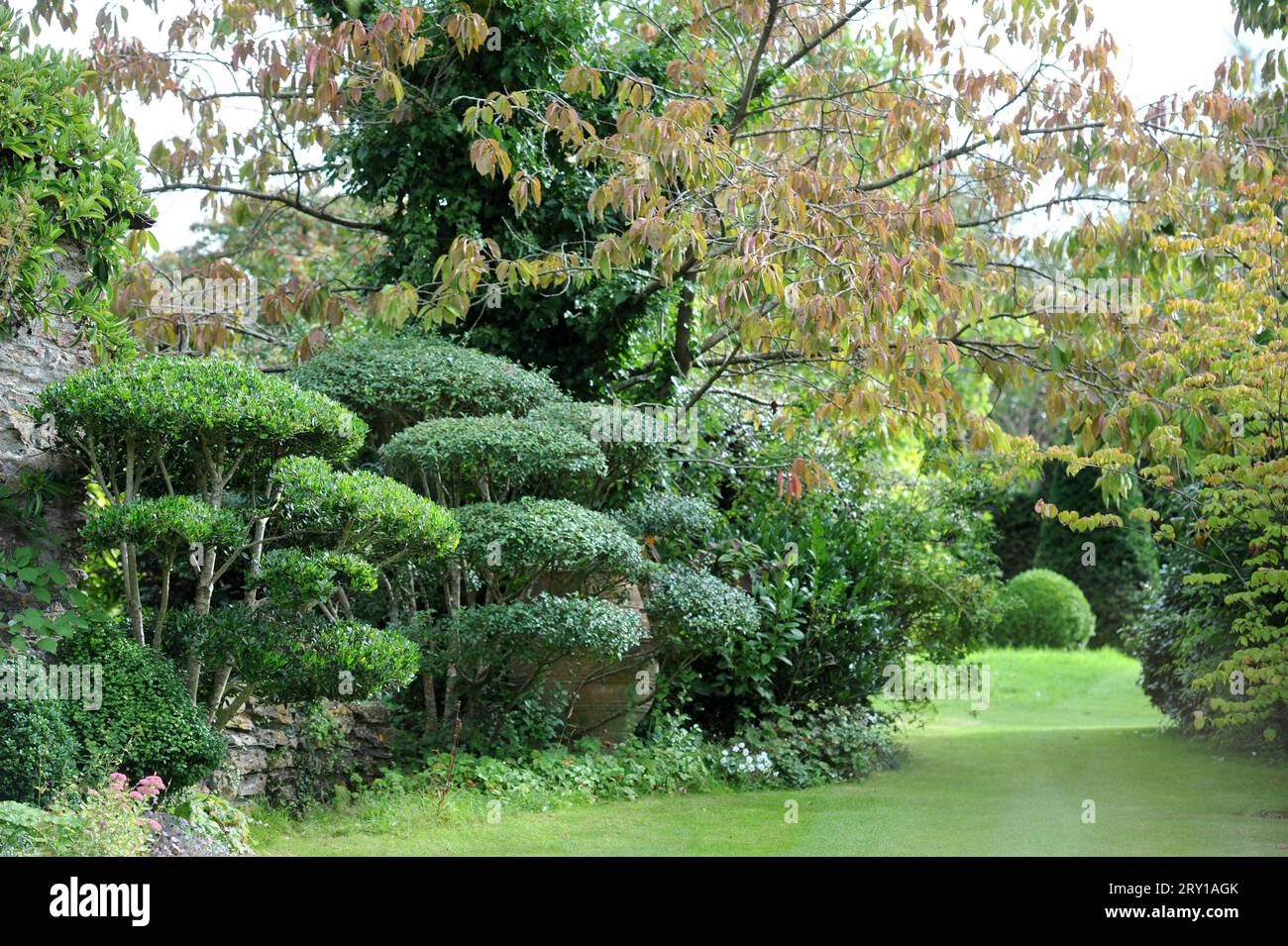 Niwaki hi-res stock photography and images - Alamy