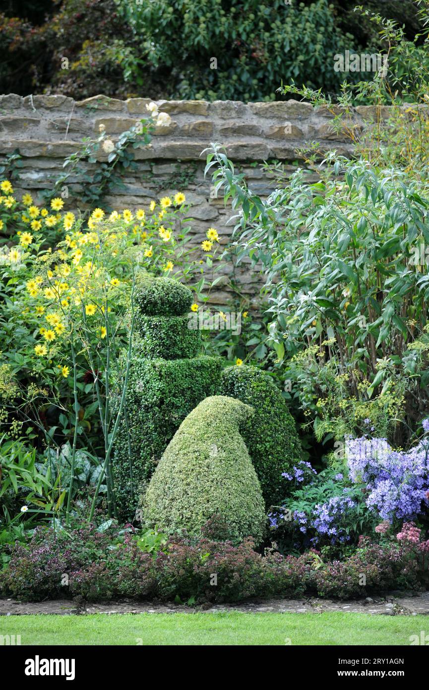 Spiral box hedge topiary with helianthus Stock Photo - Alamy
