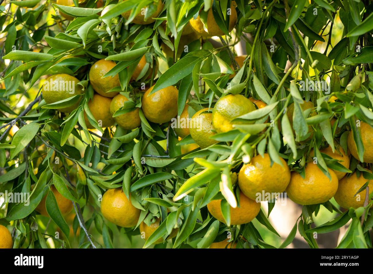 Plantation of tangerines in Turkey Stock Photo - Alamy